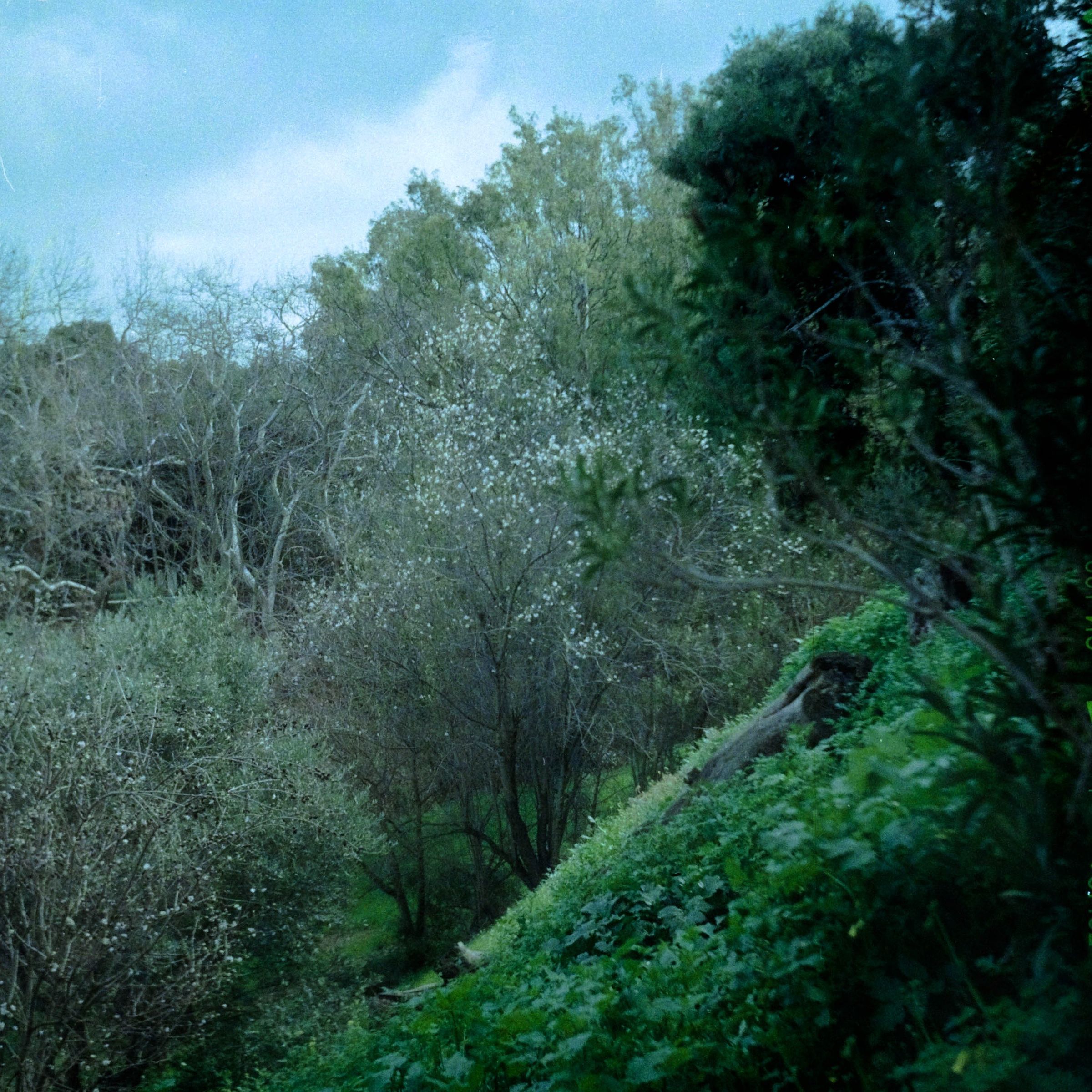 How to Digitize Slides and Film Negatives With a DSLR : 12 Steps (with ...