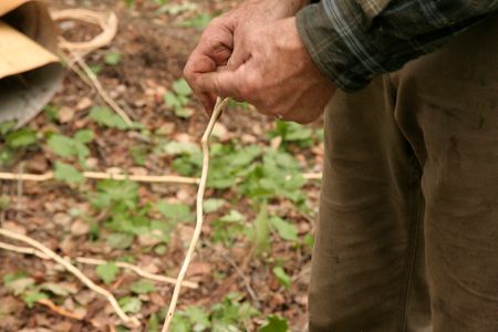 Harvesting Spruce Root : 7 Steps (with Pictures) - Instructables