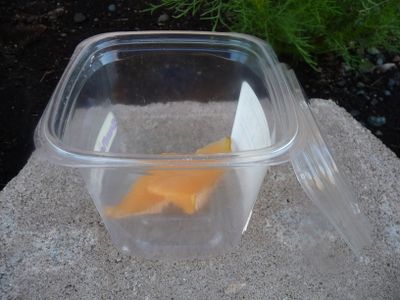 Eco-friendly Maggots- FREE BAIT- Natural Food (with Pictures ...