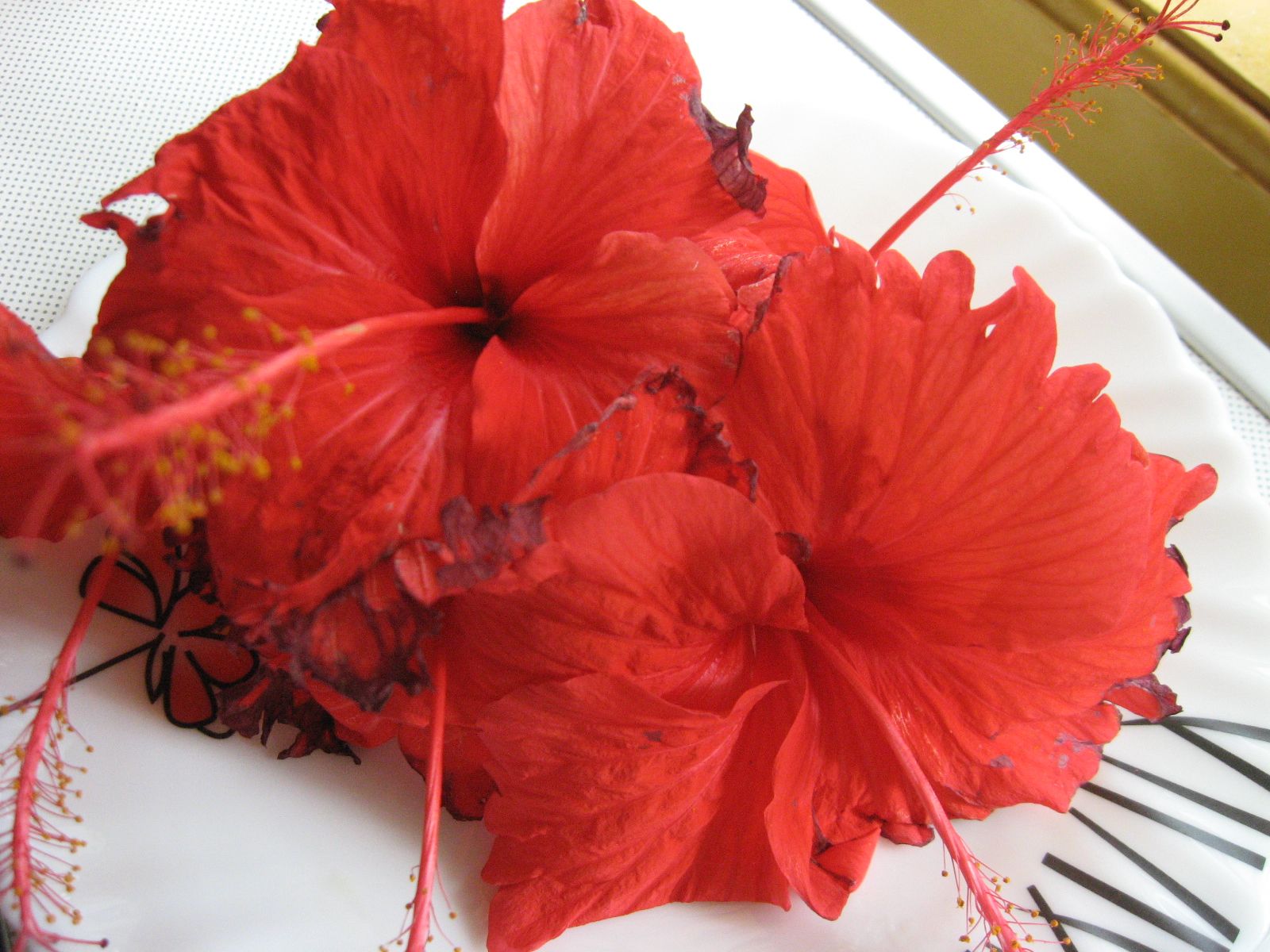 Hibiscus Tea With Fresh Flowers and Honey : 7 Steps (with Pictures ...