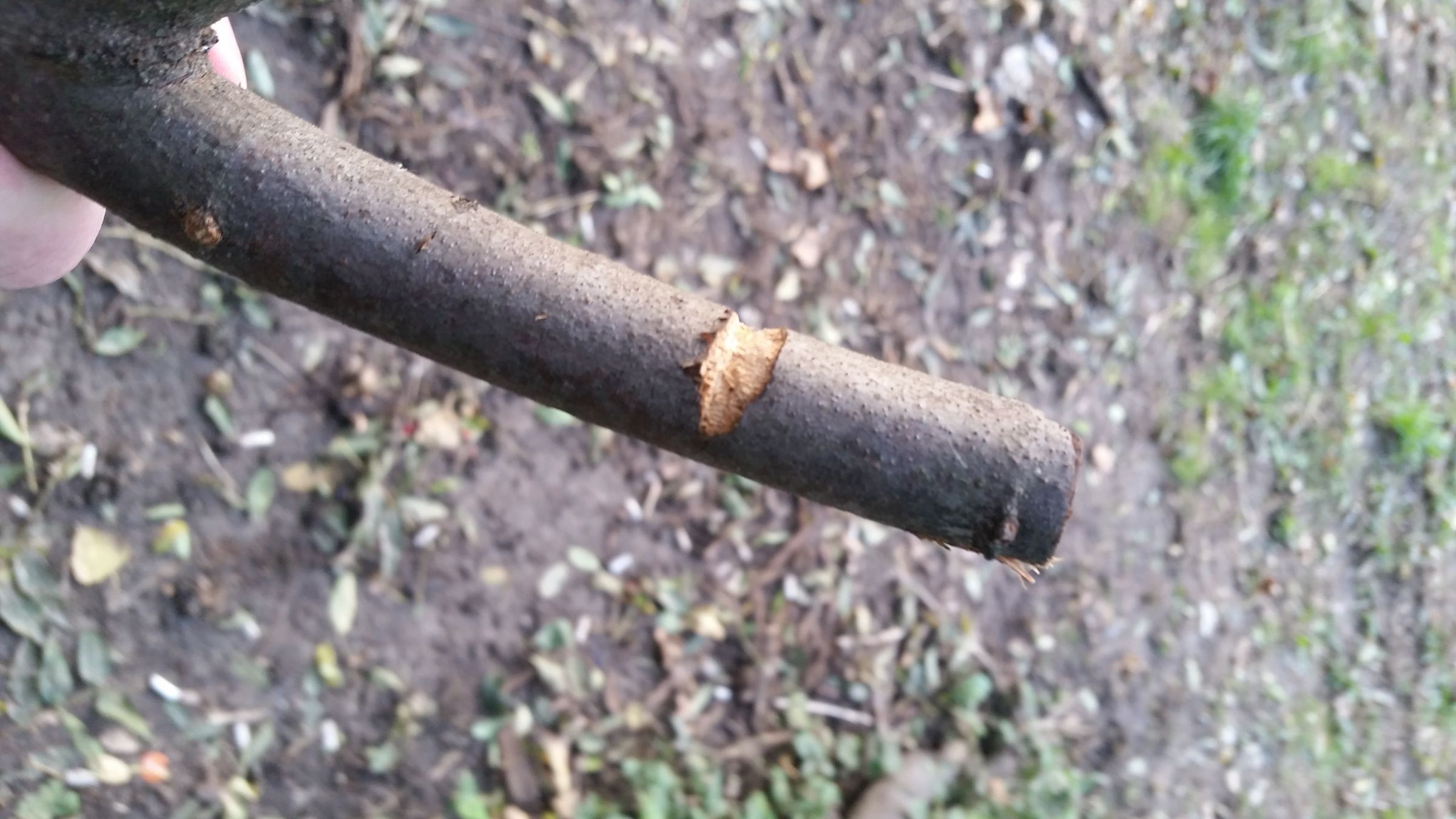 Primitive Smart Fishing : 8 Steps (with Pictures) - Instructables