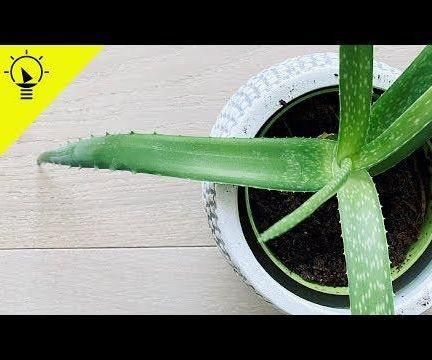 HOW TO PLANT ALOE VERA FROM LEAF : 6 Steps - Instructables