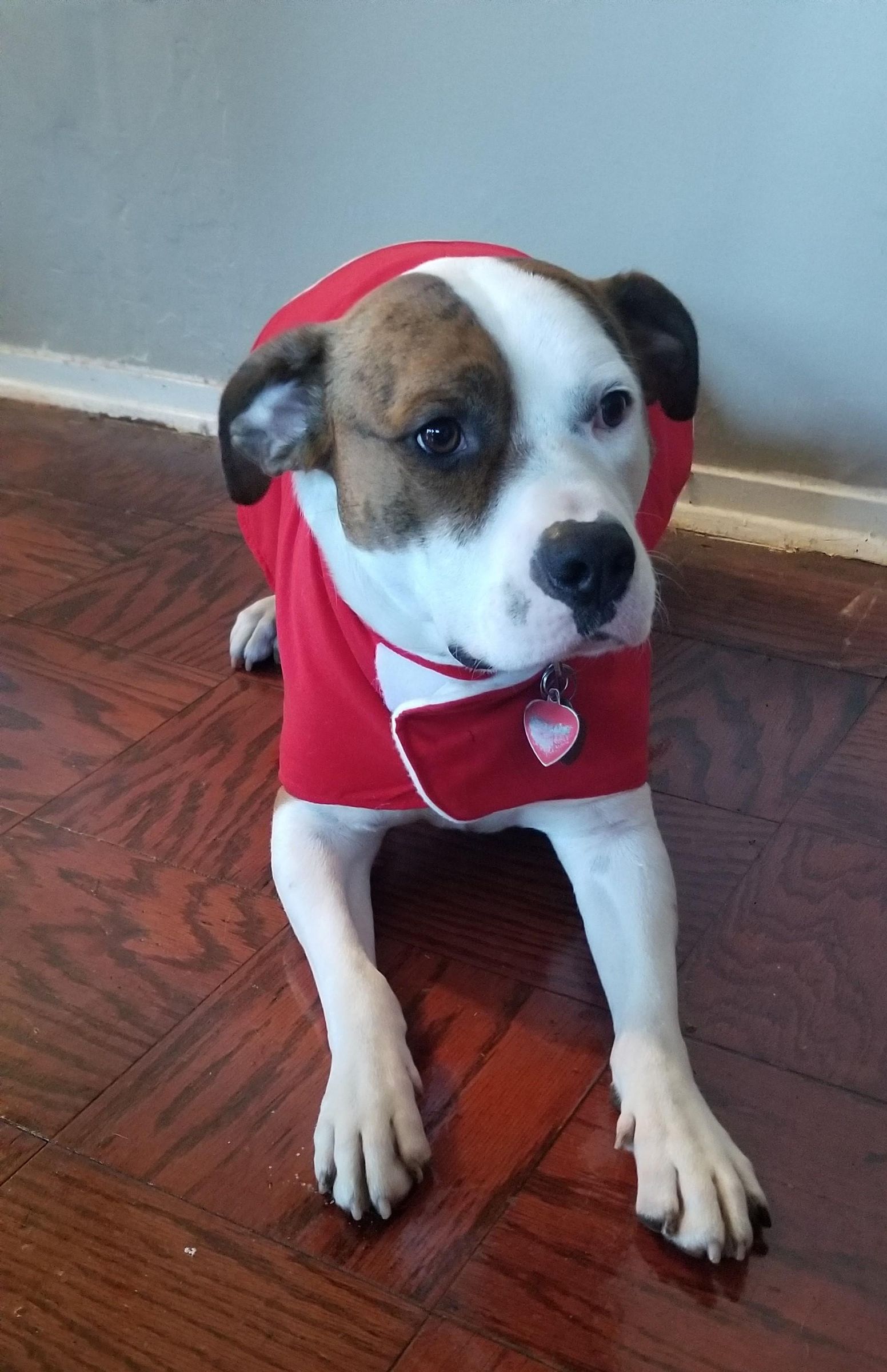 How to Make a Dog Coat-A Coat for Shiloh : 3 Steps (with Pictures ...