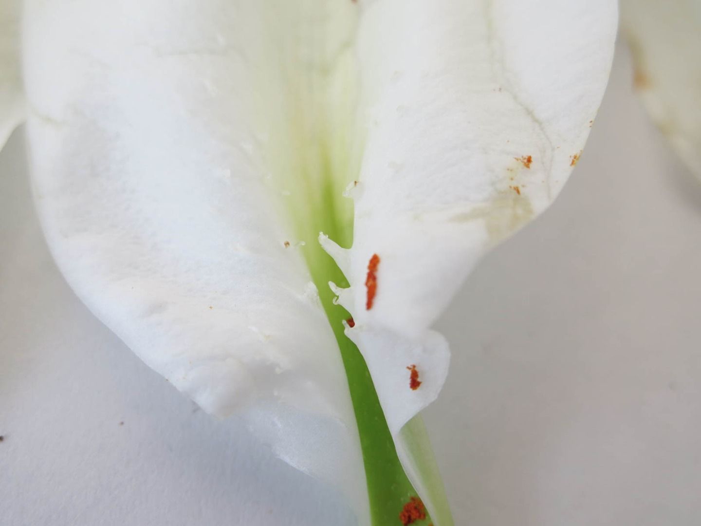 Flower Dissection! : 6 Steps (with Pictures) - Instructables