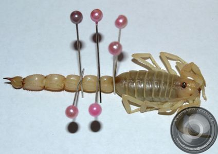 Dry-Mounting a Scorpion : 10 Steps (with Pictures) - Instructables