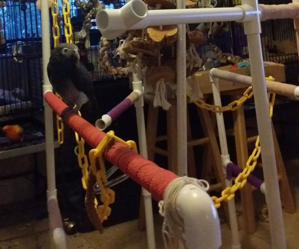 Pvc Pipe Bird Playgym - Instructables