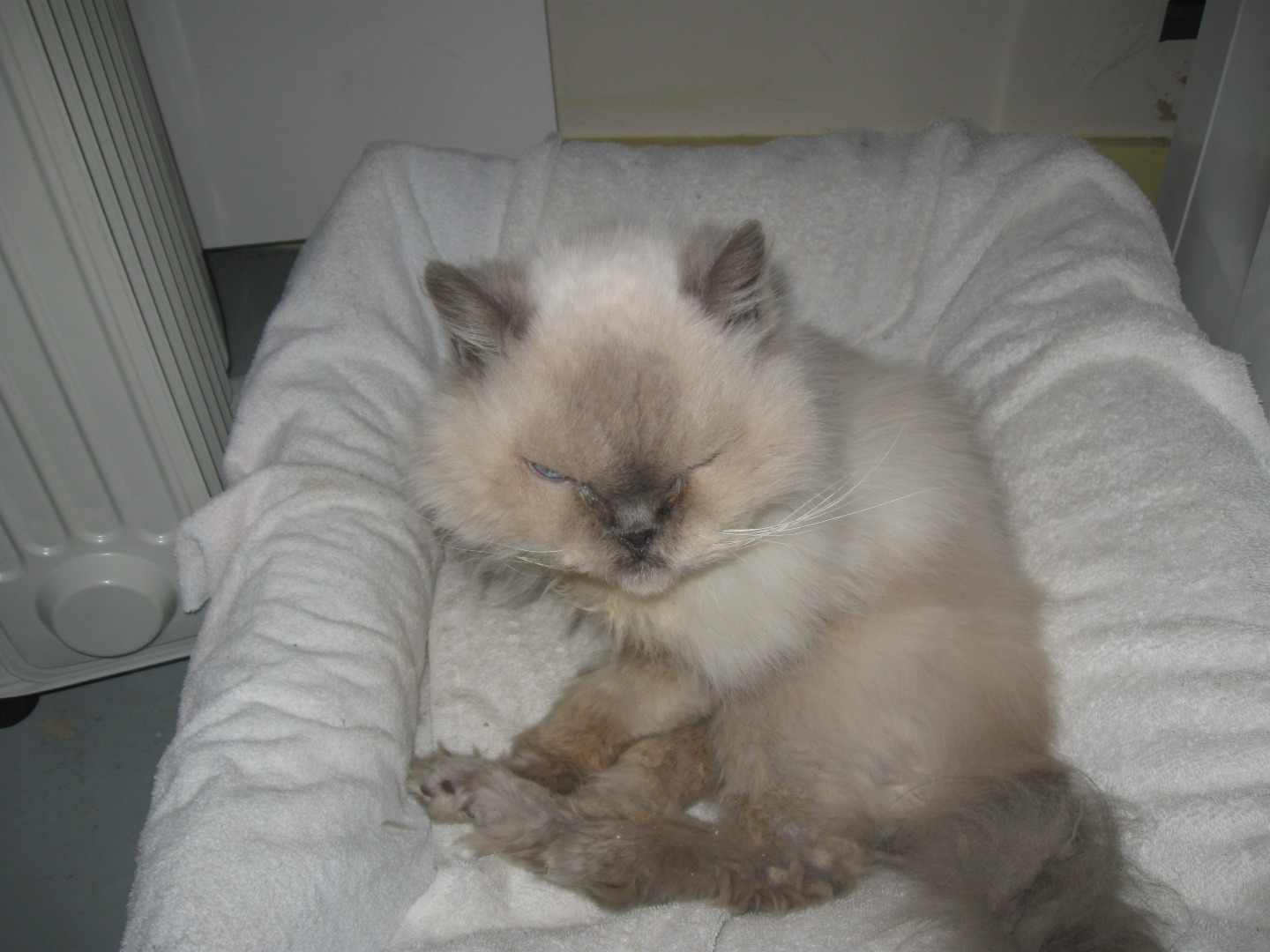 Cat Exercise Wheel Device : 10 Steps (with Pictures) - Instructables