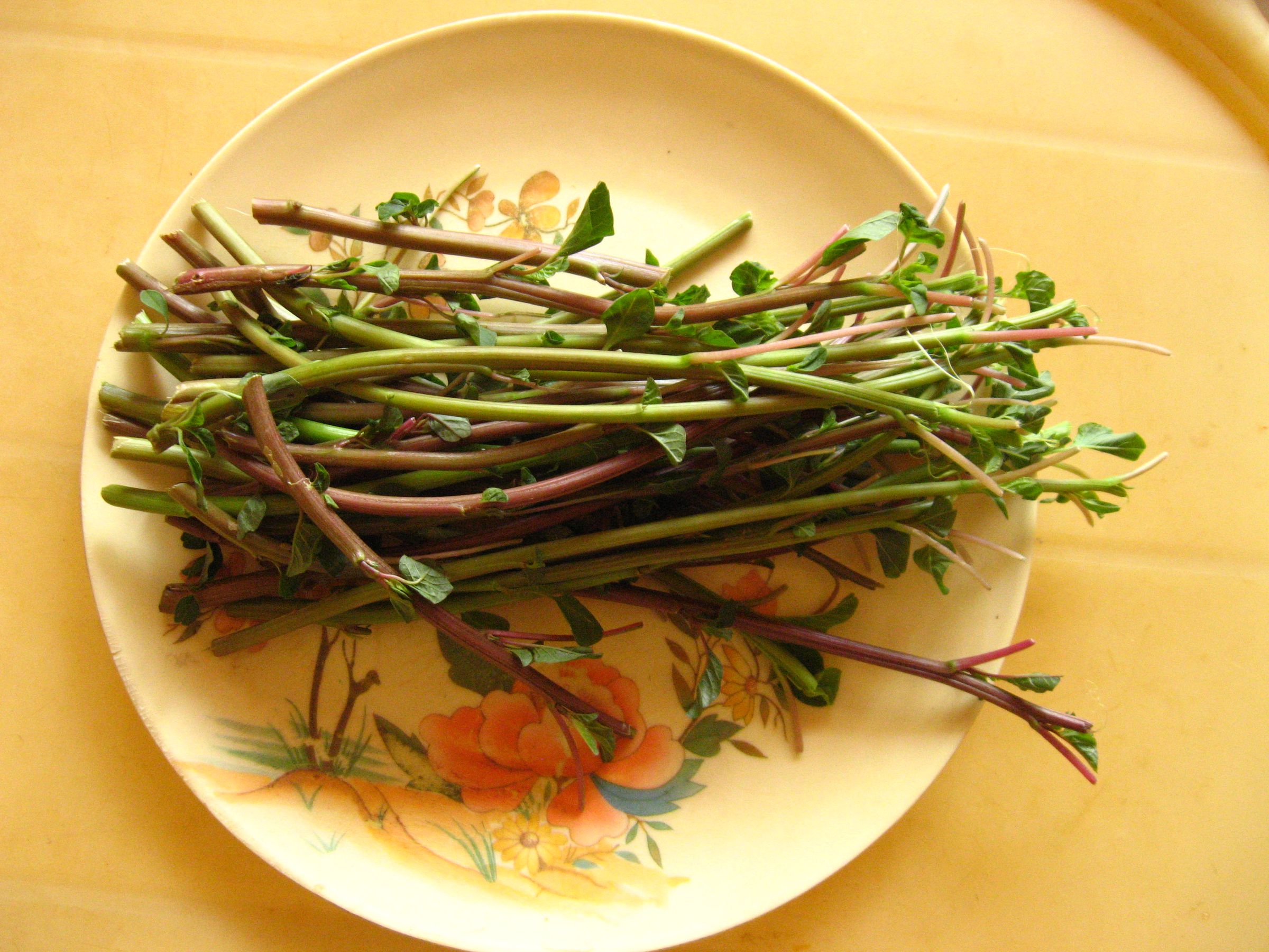 How to Grow Amaranth From Stems and Collect Seeds : 5 Steps (with ...