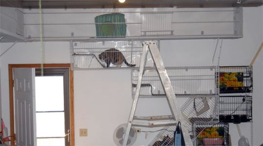 Cat Enclosure - Tunnel, Save Space ('CatWalk Is My Road' - AKahn ...
