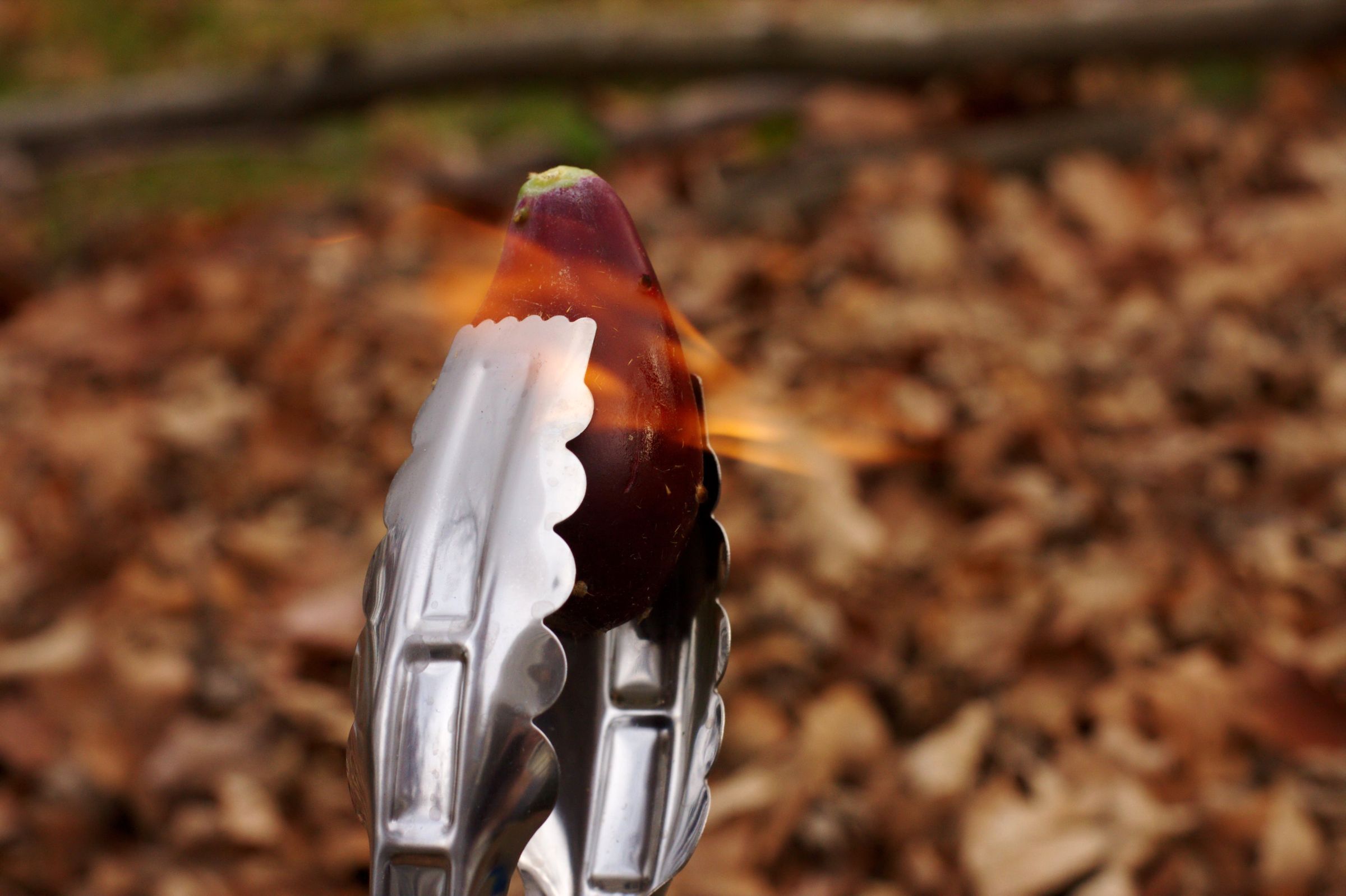 How to Prepare Prickly Pear : 6 Steps (with Pictures) - Instructables