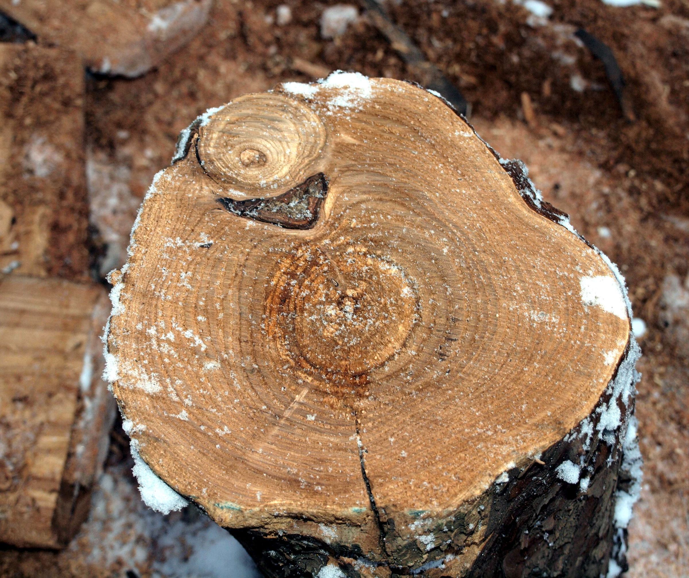 Make a Hardwood Floor That Looks 3D From Your OWN Trees : 11 Steps ...