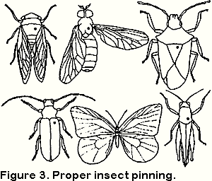 Insect Collection Case and Introduction to Entomology : 8 Steps (with ...