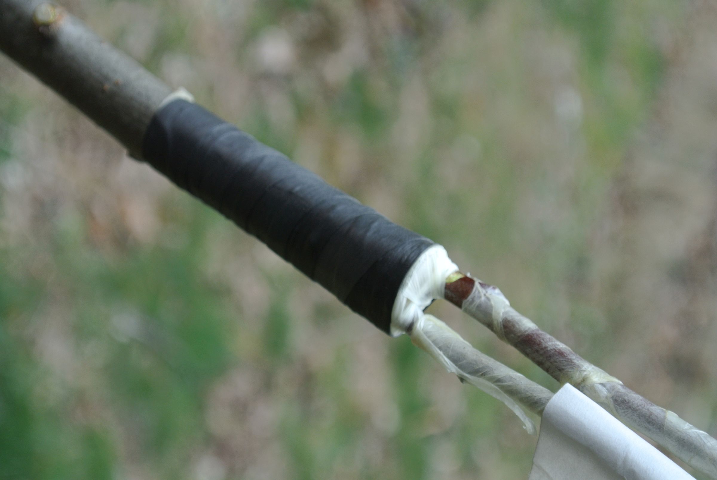 Grafting a Multi-variety Apple Tree. : 10 Steps (with Pictures ...