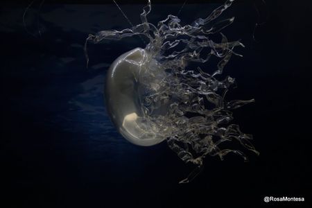 A Jellyfish Made Out of a Recycled Plastic Keg : 8 Steps (with Pictures ...