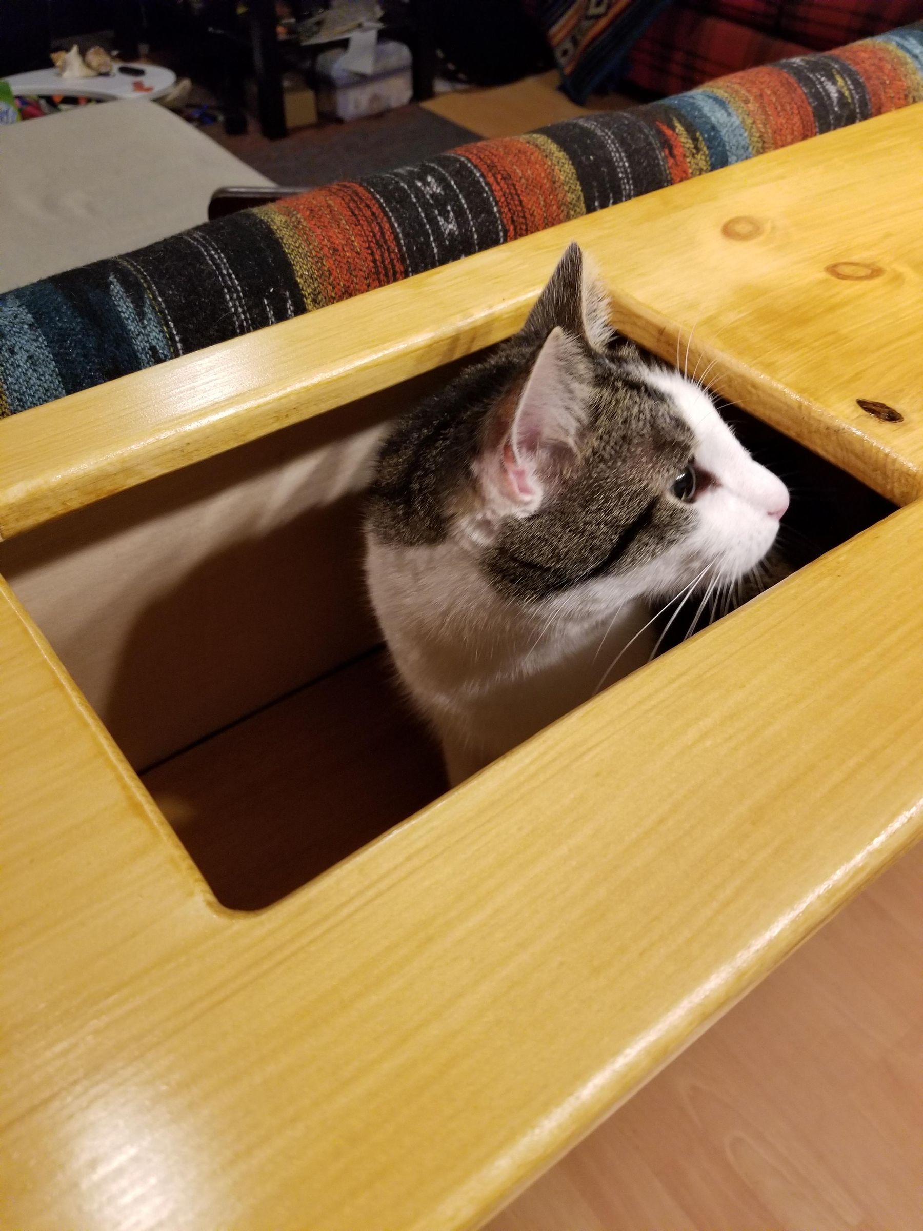 Couch Hack for Your Cat : 14 Steps (with Pictures) - Instructables