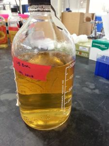 Creating a Bacterial Culture With Proper Sterile Technique : 5 Steps ...
