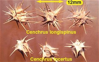 How to Kill Sand Spurs : 6 Steps - Instructables