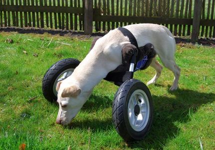 Adaptable Wheelchair for Handicapped Dogs : 5 Steps (with Pictures ...