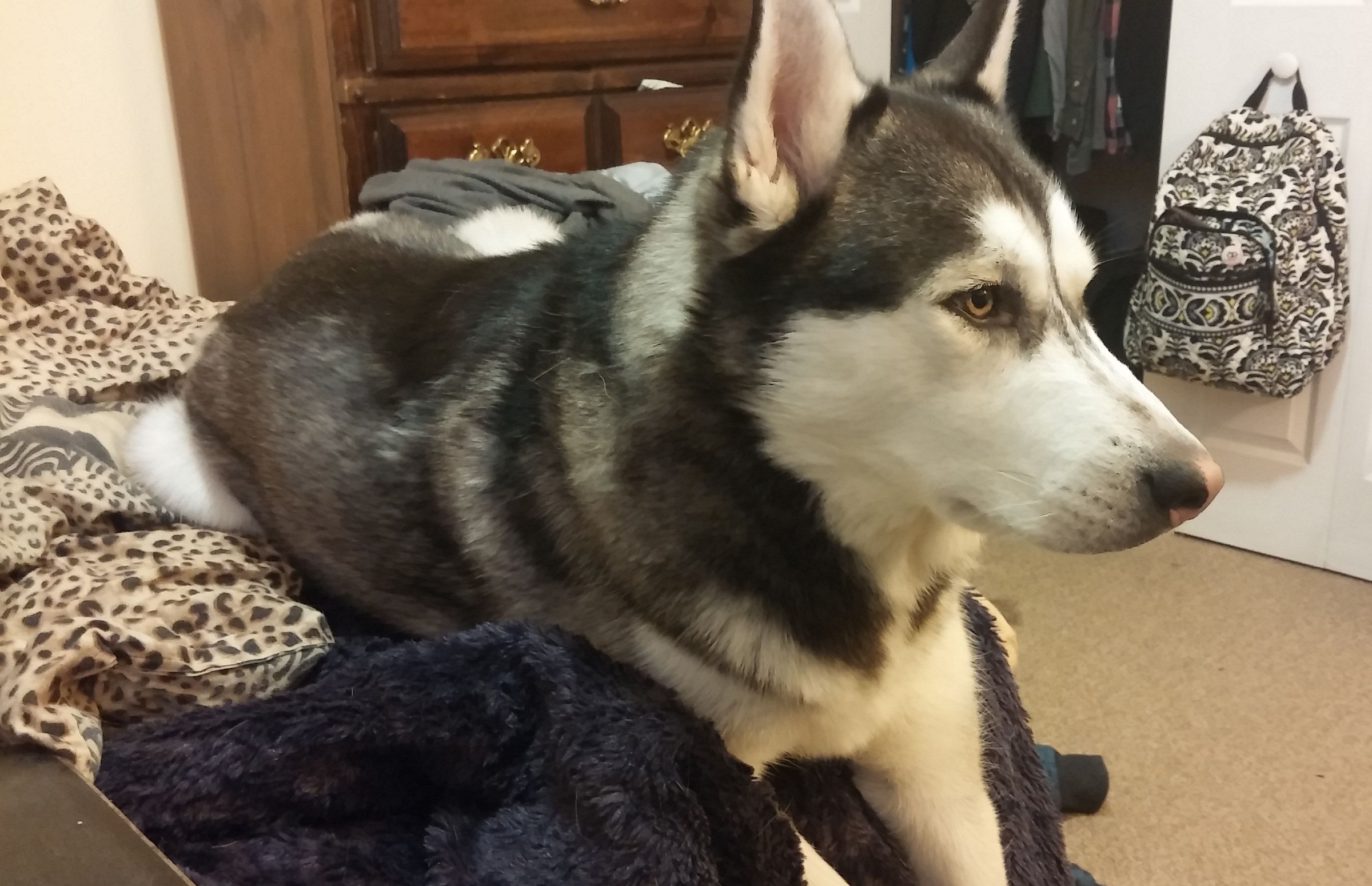 DIY - Homemade Dog Sled / Kick Sled / Snowmobile Sled : 14 Steps (with ...