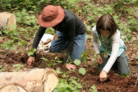 Harvesting Spruce Root : 7 Steps (with Pictures) - Instructables
