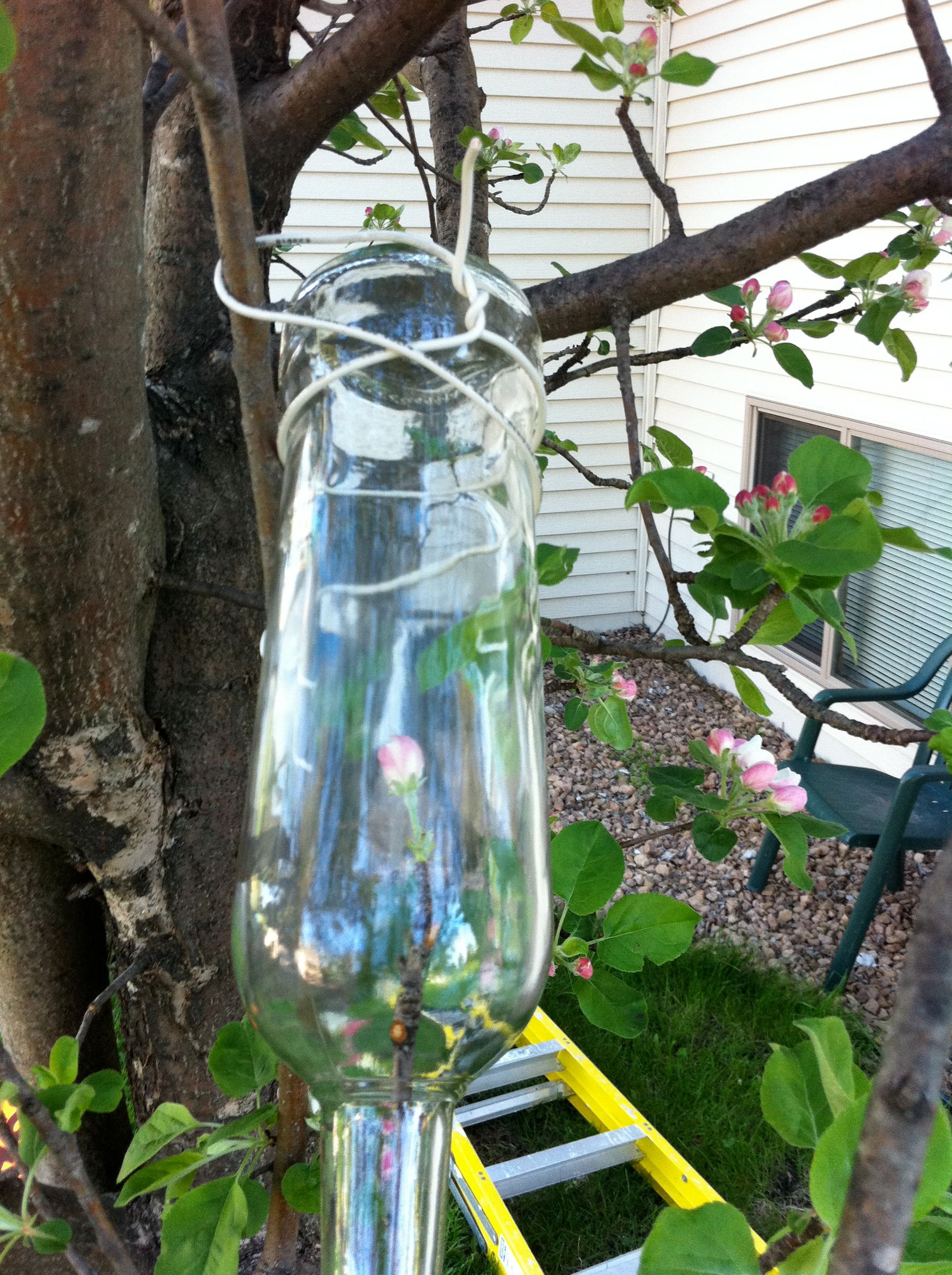 How to Grow an Apple in a Bottle : 15 Steps (with Pictures) - Instructables