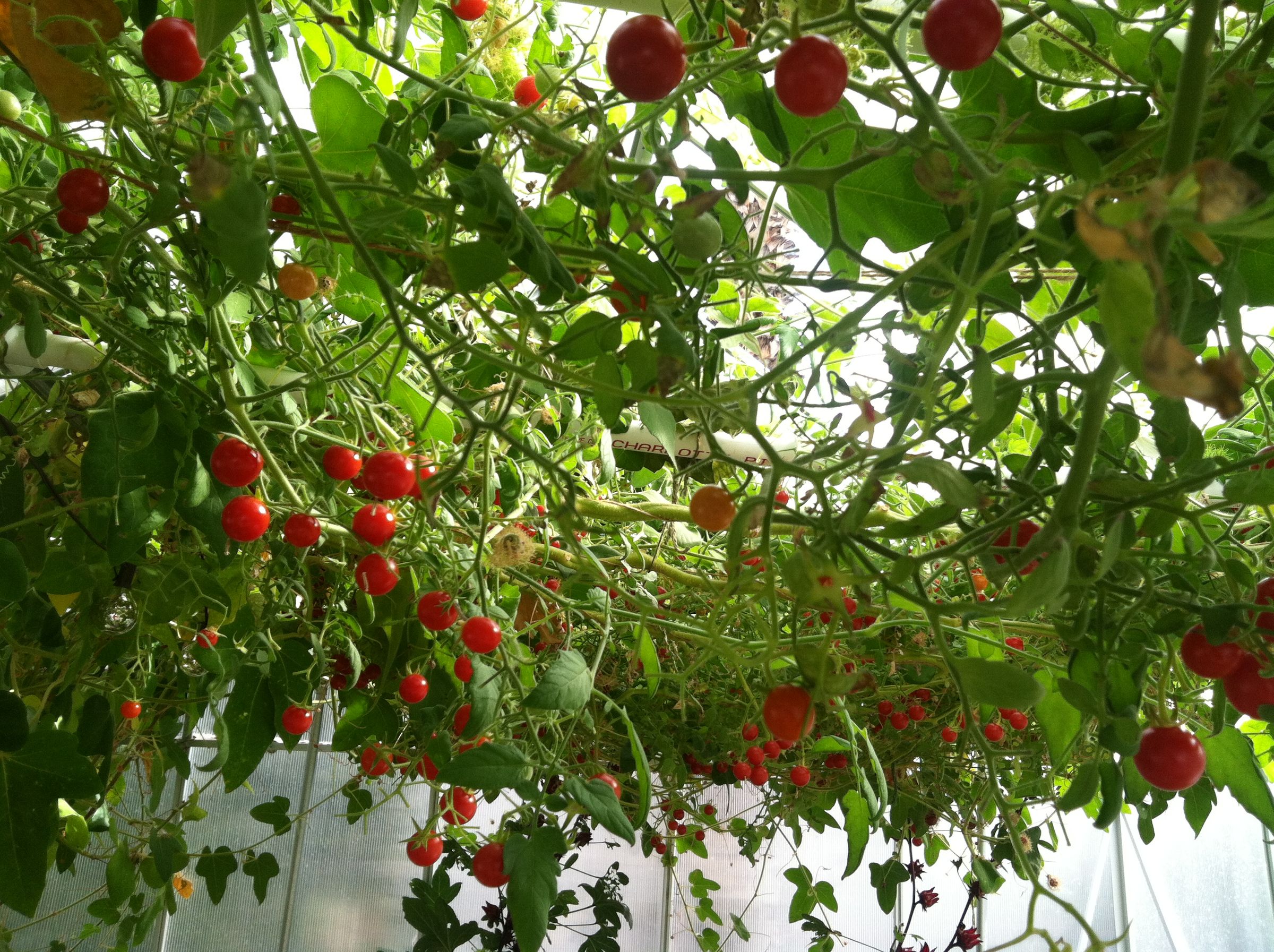 Greenhouse Modifications for Hot Climates : 8 Steps (with Pictures ...