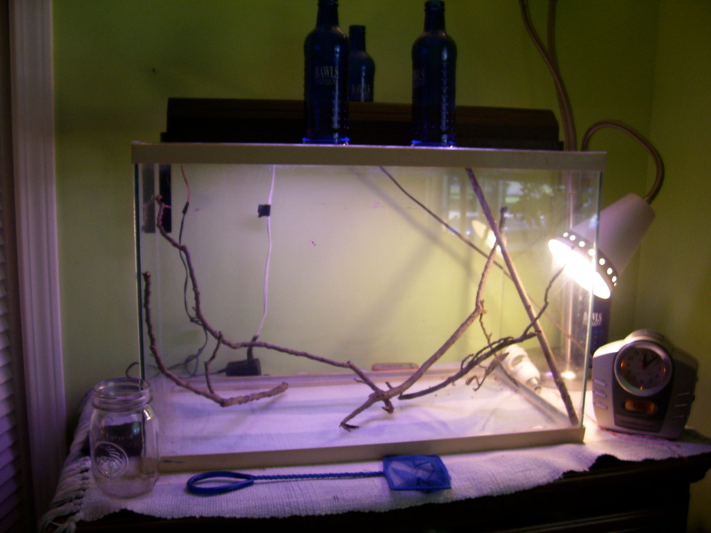 How to Care for a Praying Mantis : 4 Steps - Instructables