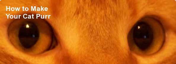 How to Make Your Cat Purr : 7 Steps (with Pictures) - Instructables