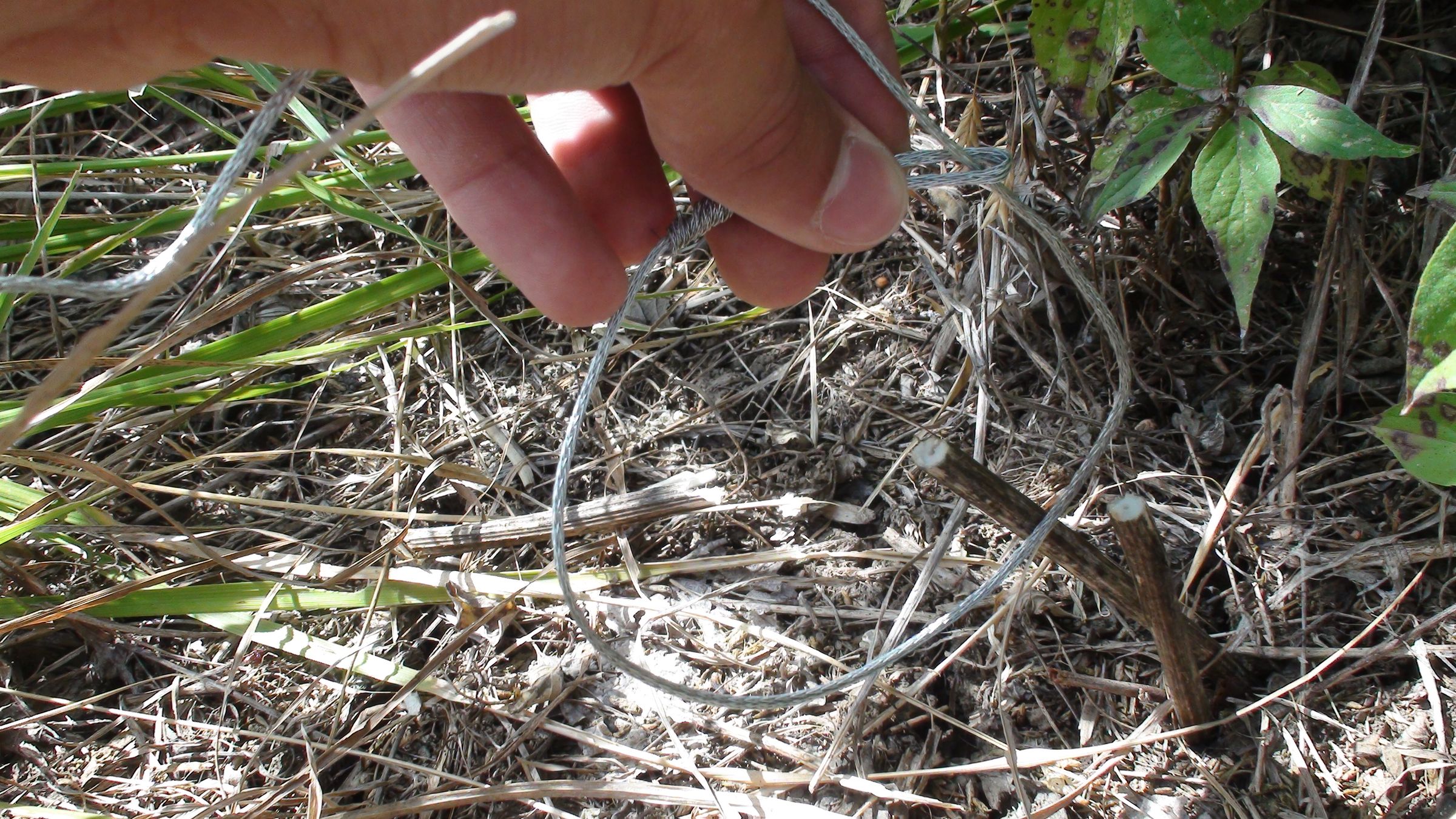 How to Make a Rabbit Snare : 3 Steps (with Pictures) - Instructables