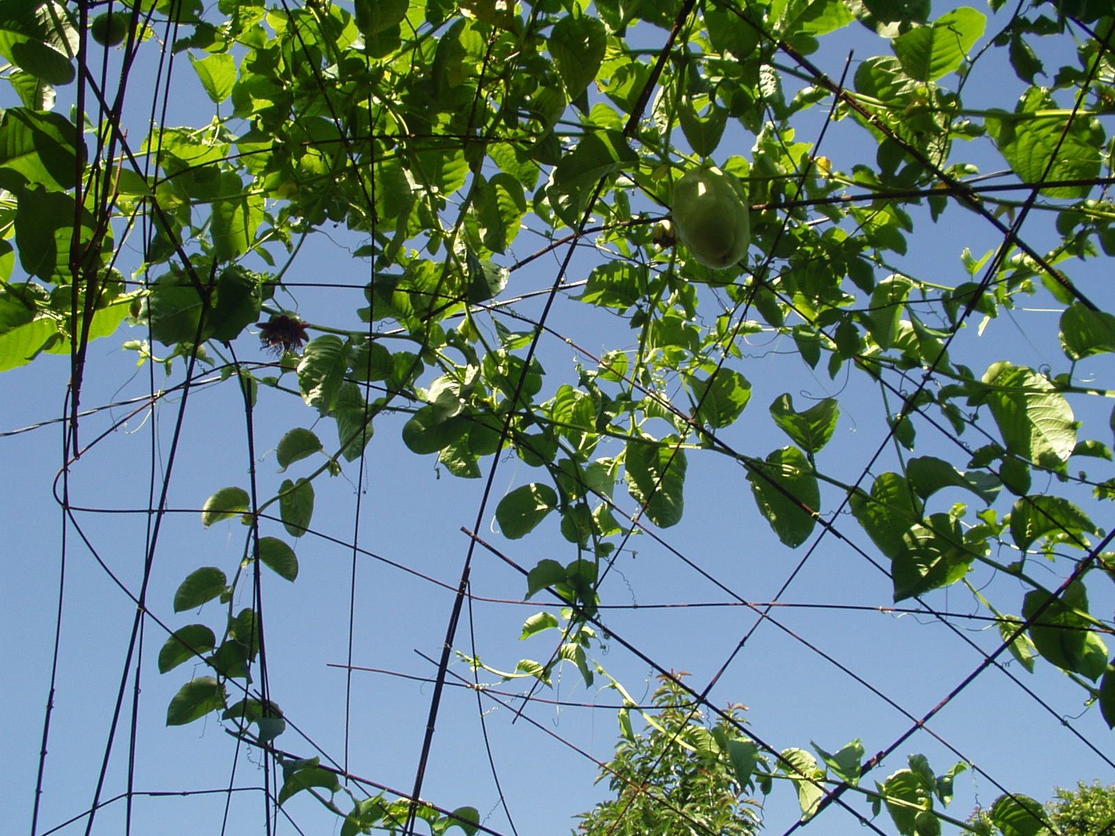 A REBAR TRELLIS - for Home and Garden : 9 Steps - Instructables