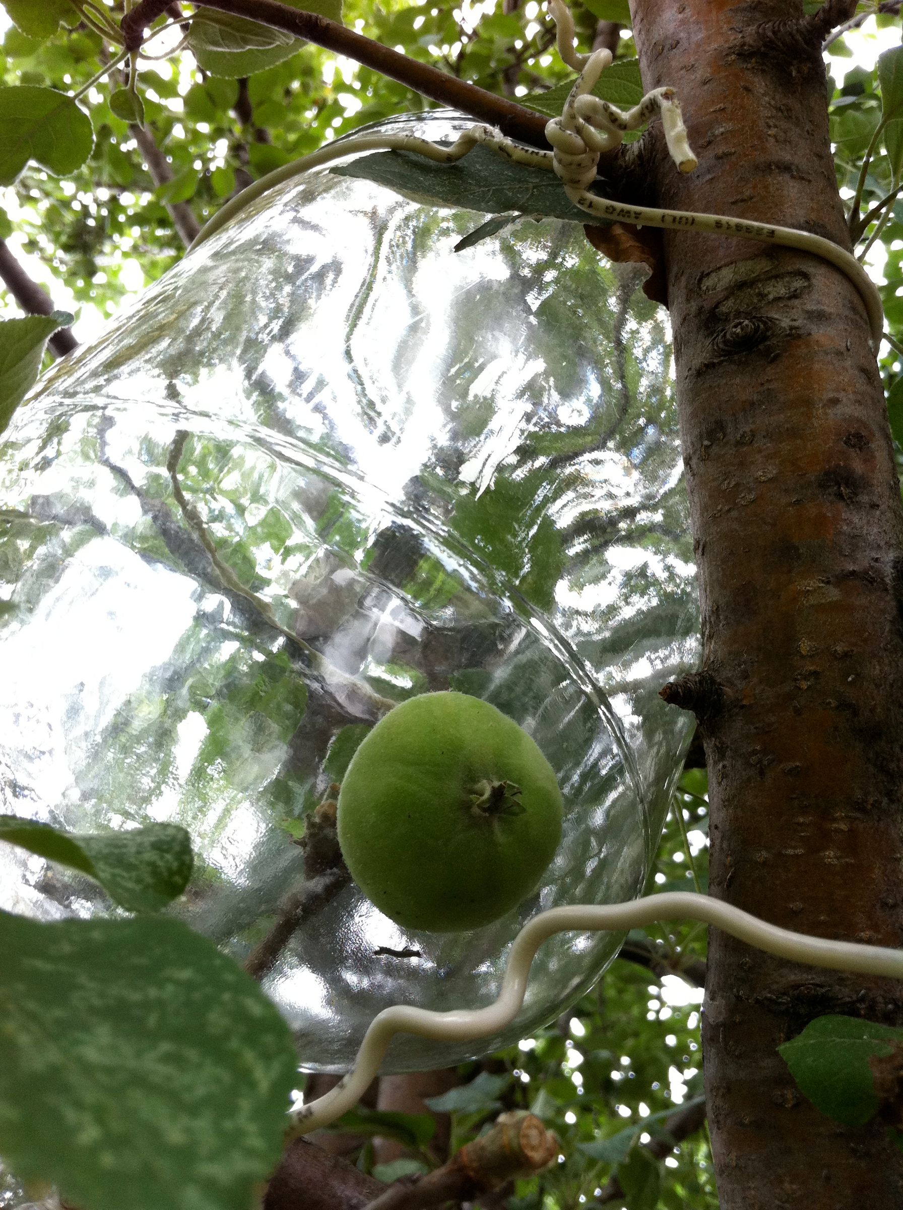 How to Grow an Apple in a Bottle : 15 Steps (with Pictures) - Instructables