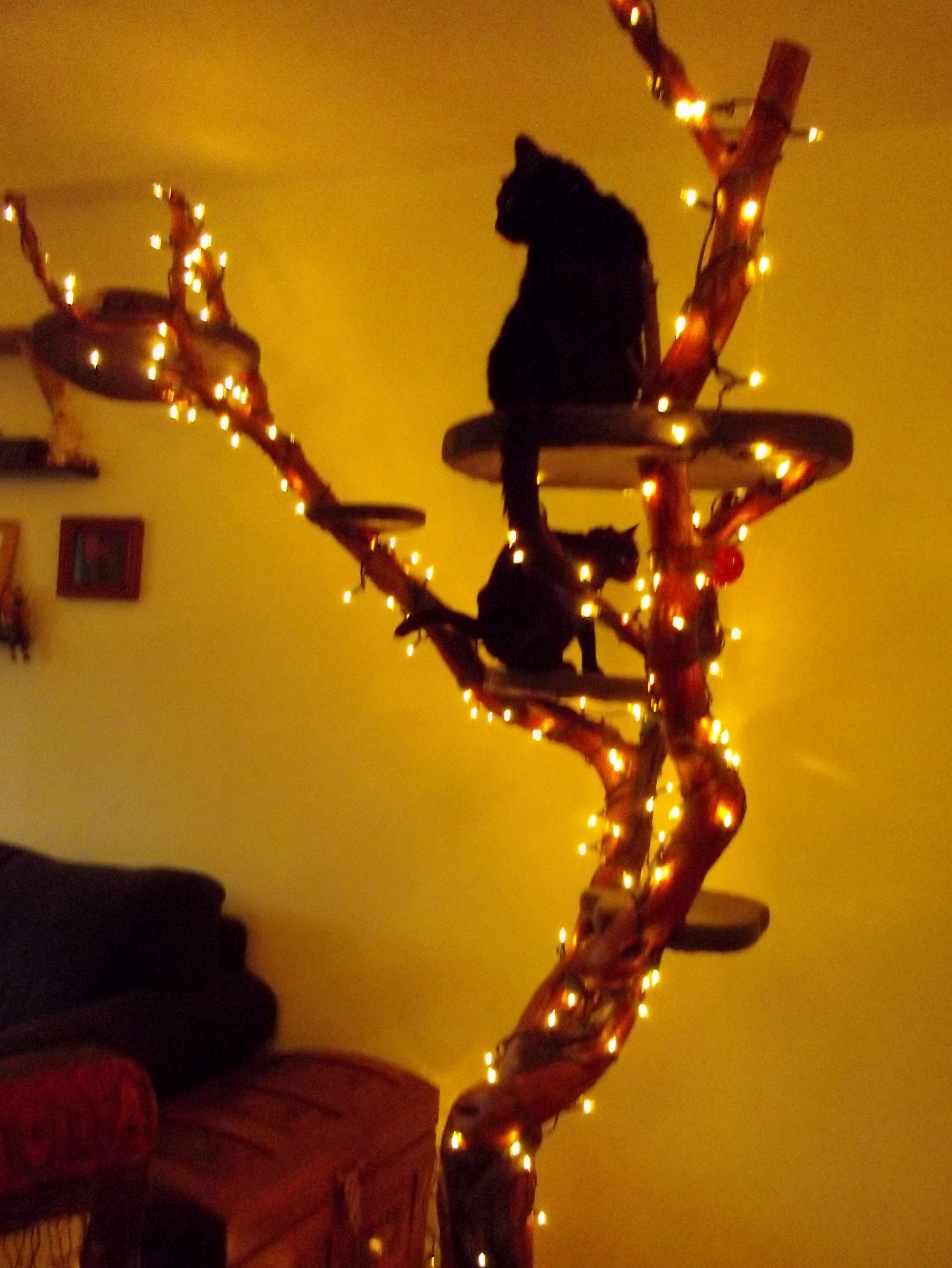Twisted Juniper Cat Tree - Instructables