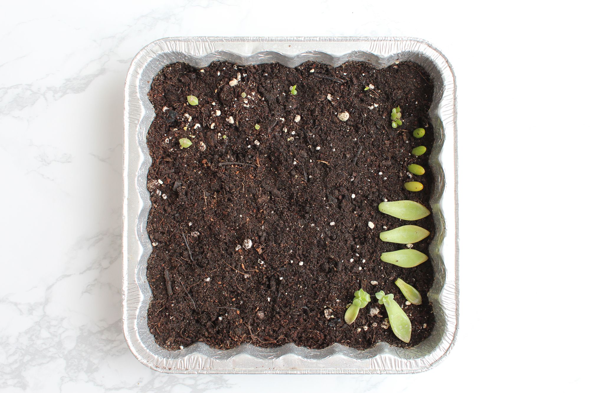 How to Propagate & Grow Succulents From Leaves : 8 Steps (with Pictures ...