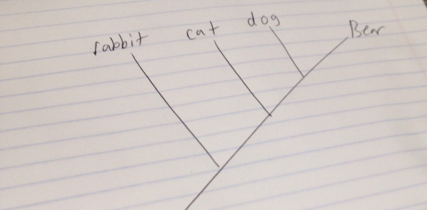 How to Make a Cladogram : 10 Steps - Instructables