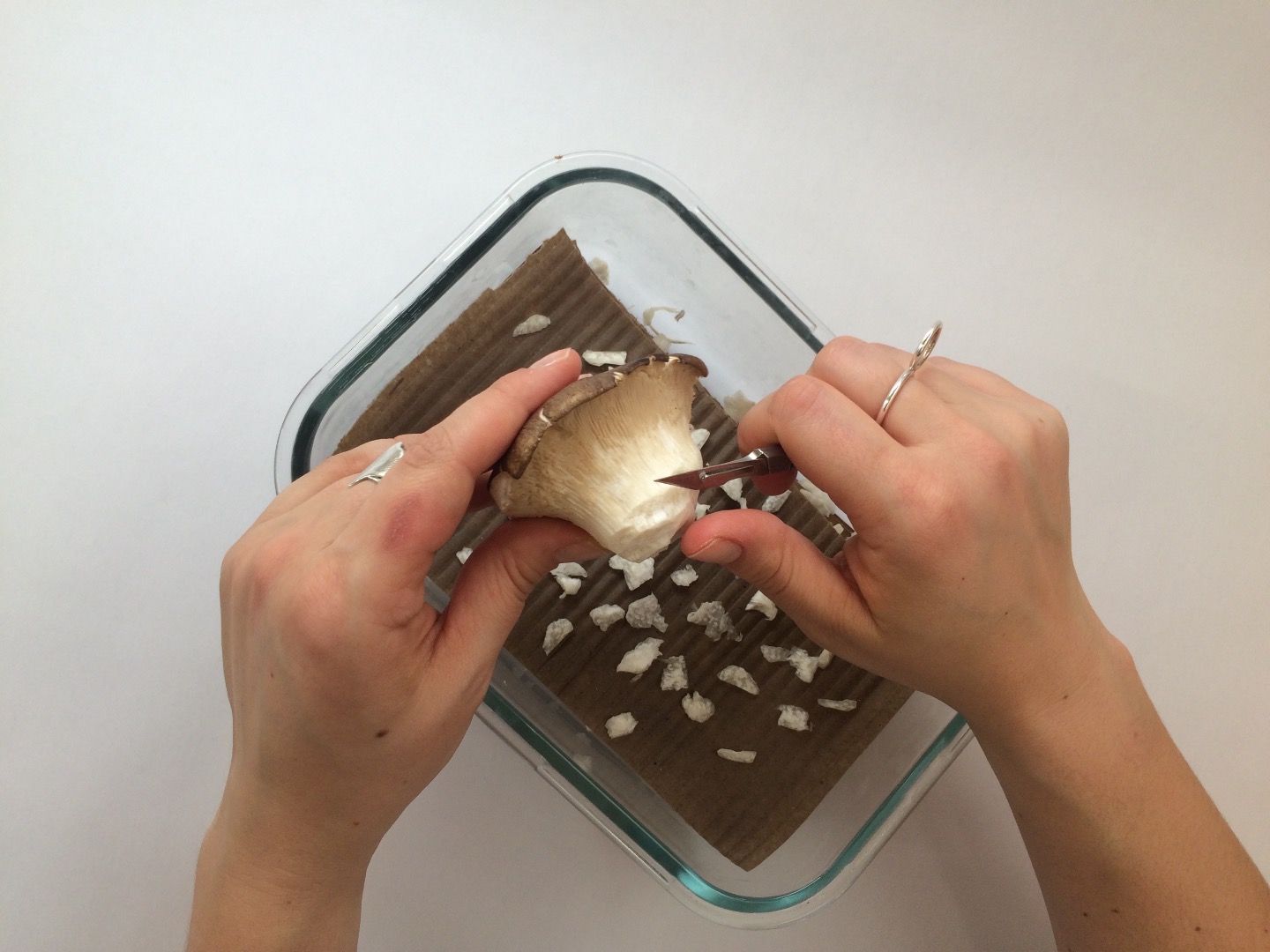 Making Mycelium : 5 Steps (with Pictures) - Instructables