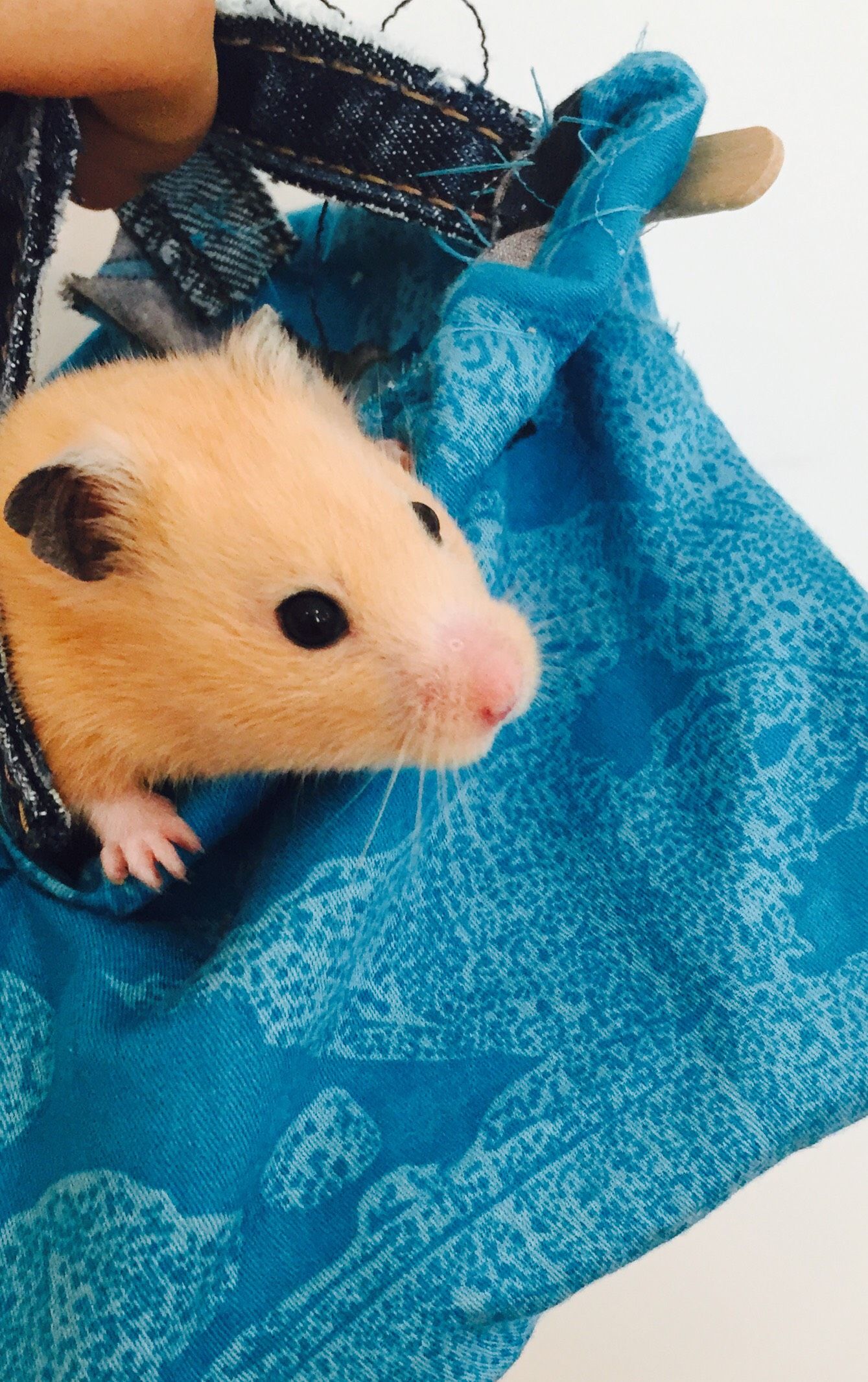 Hamster Carrier : 8 Steps - Instructables