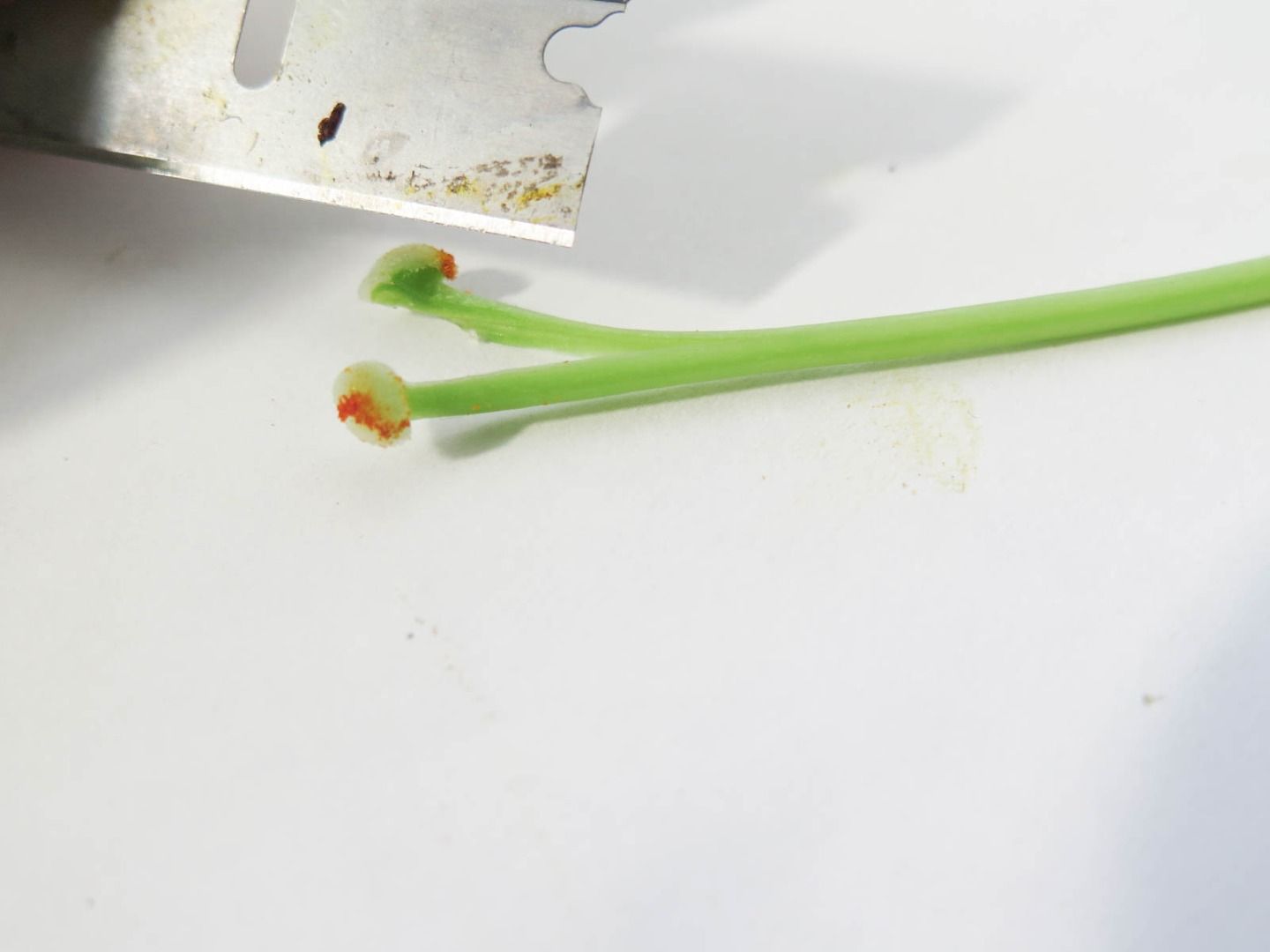 Flower Dissection! : 6 Steps (with Pictures) - Instructables