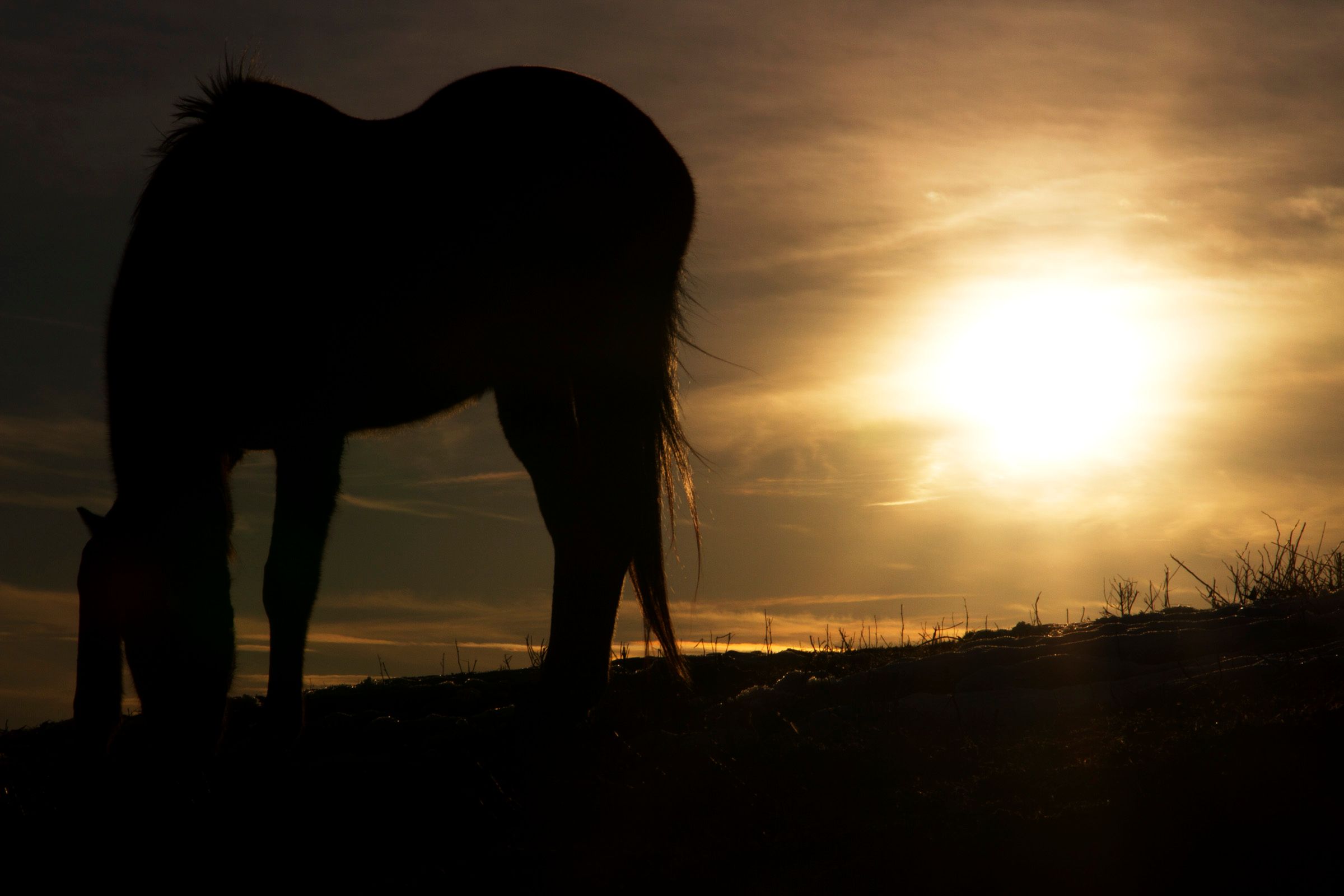 How to Take Silhouettes : 6 Steps (with Pictures) - Instructables
