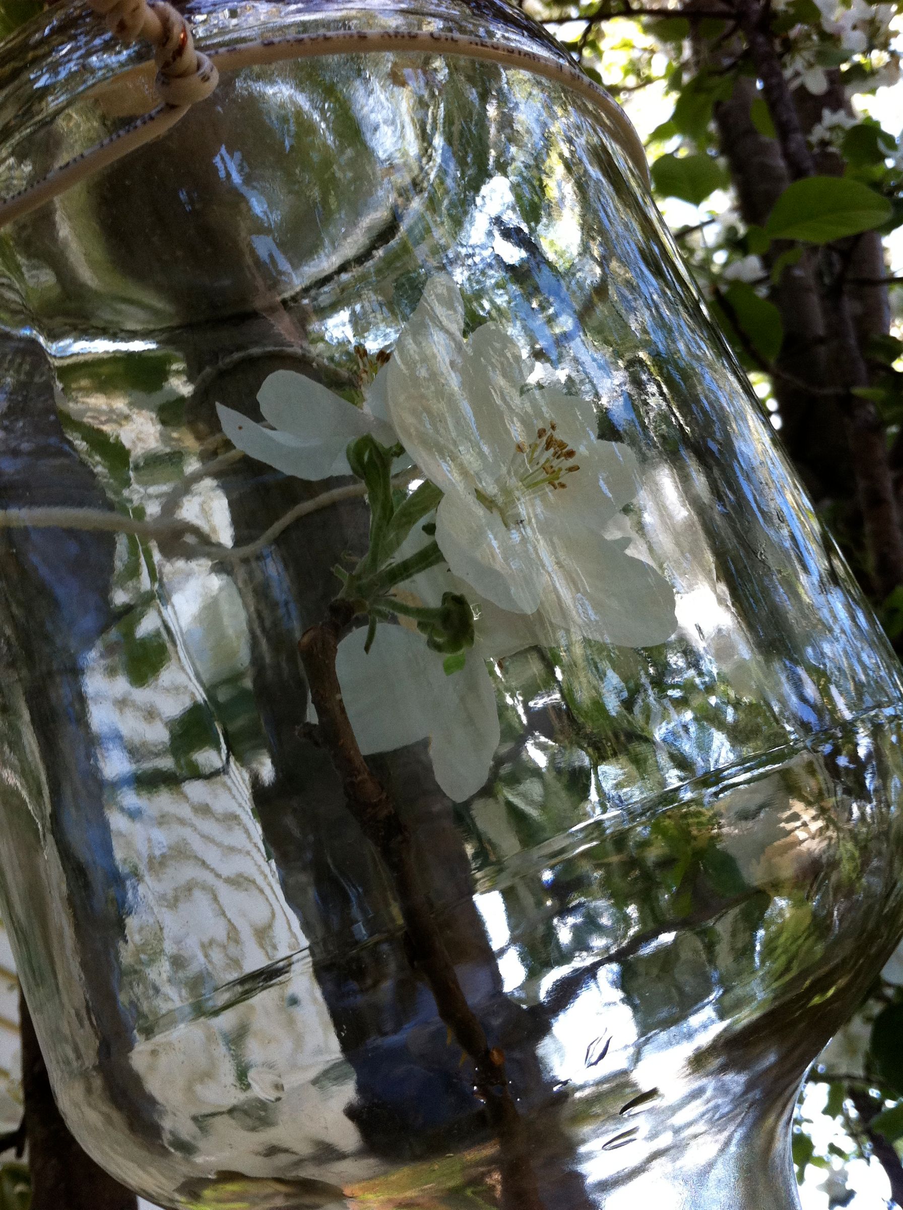 How to Grow an Apple in a Bottle : 15 Steps (with Pictures) - Instructables