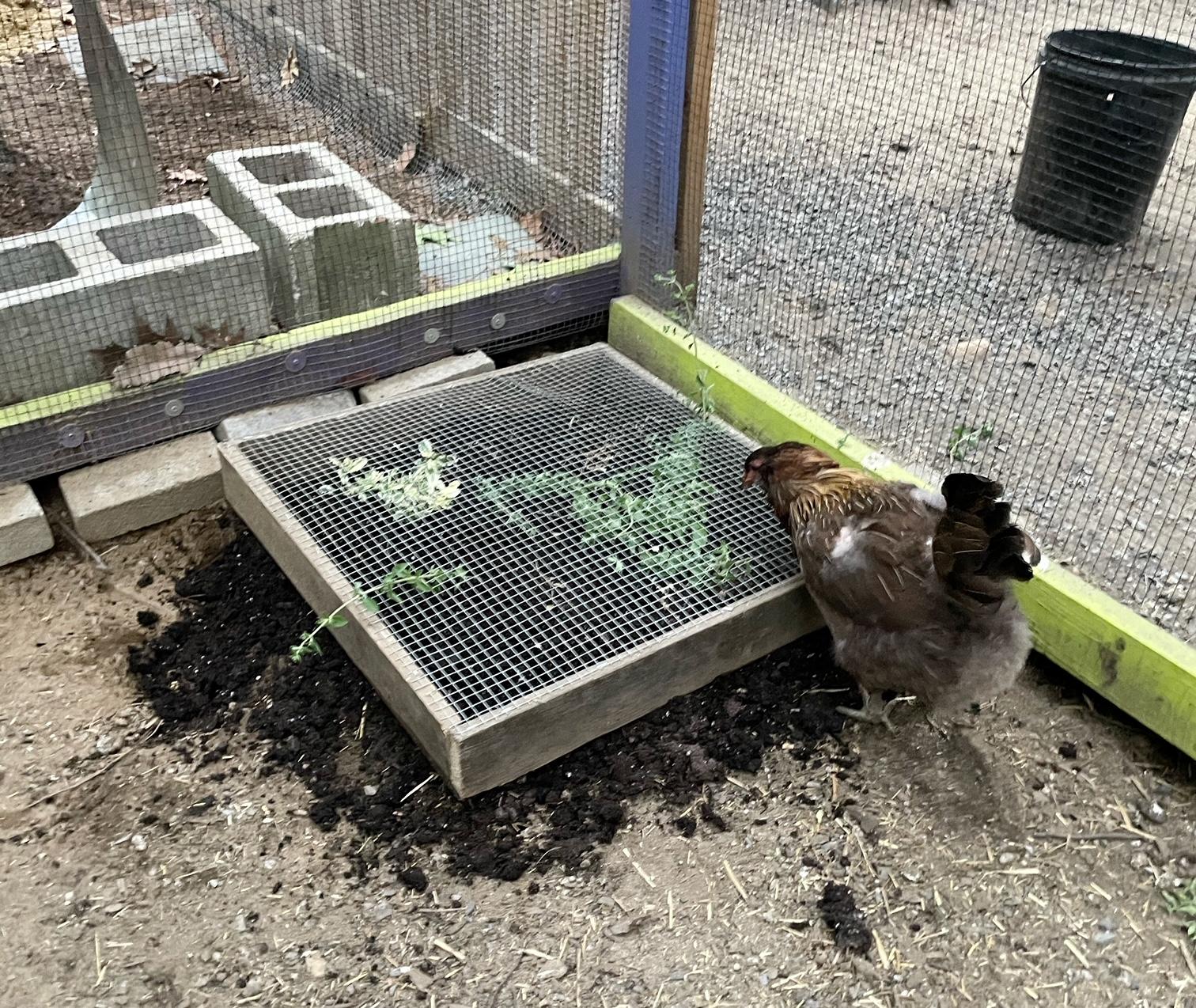 Grazing Frame for Backyard Chickens : 5 Steps (with Pictures ...