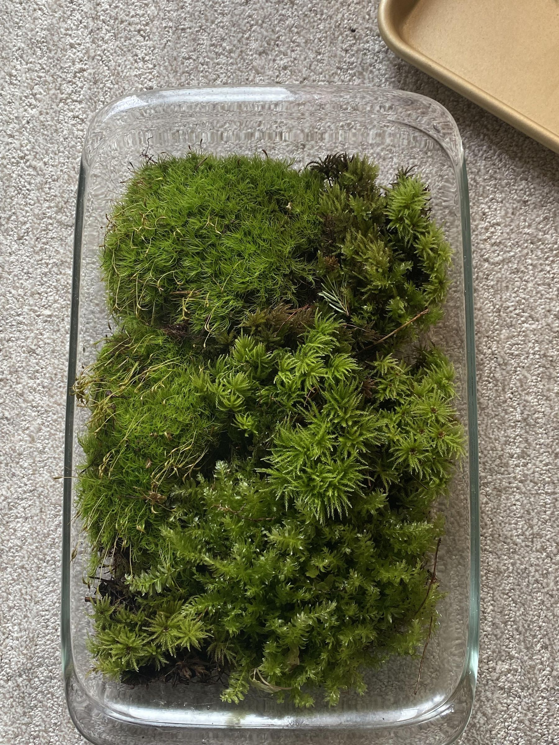 How to Build a Paludarium : 7 Steps (with Pictures) - Instructables