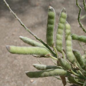 Harvest Bluebonnet Seeds : 3 Steps - Instructables