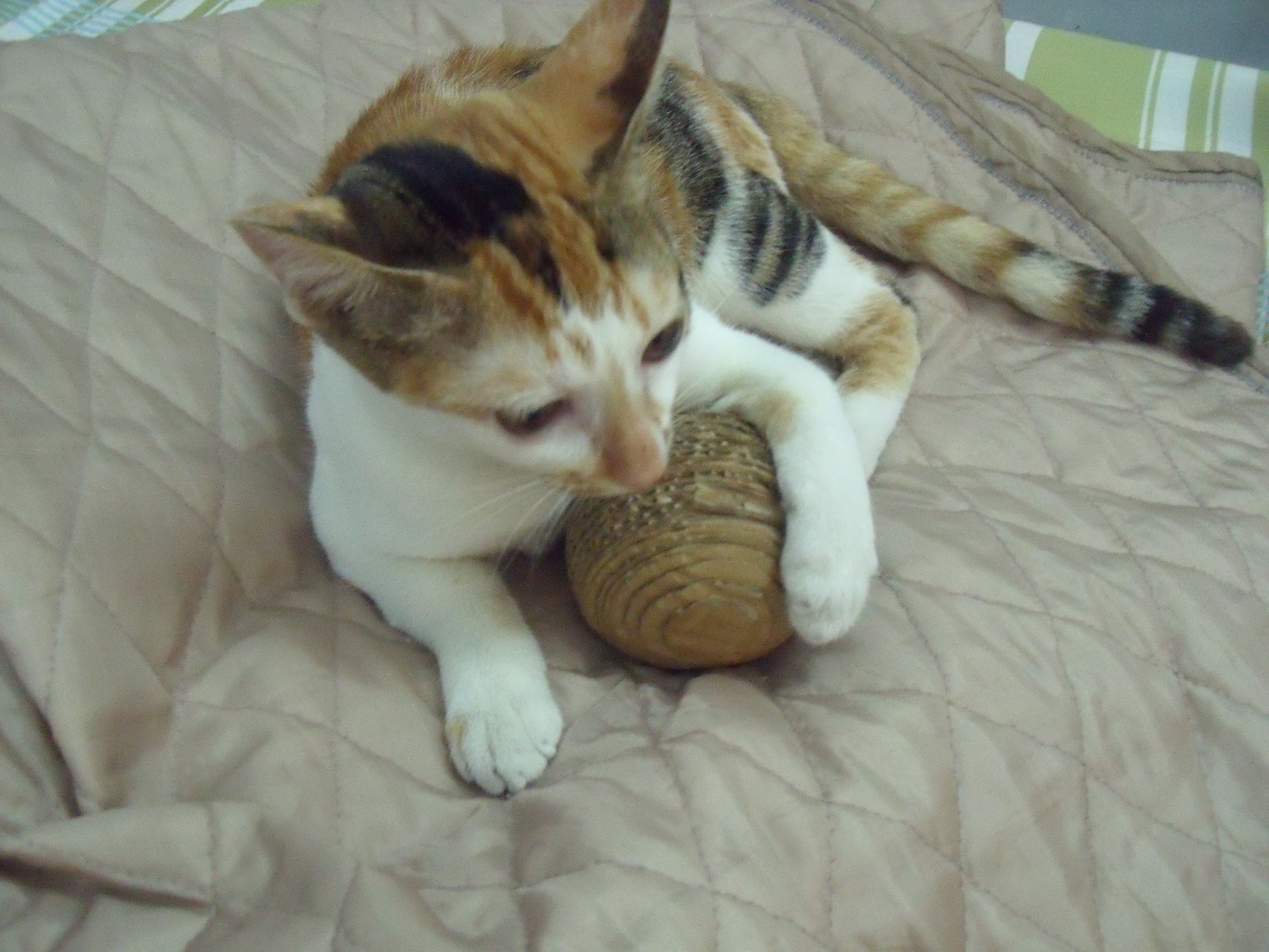 DIY Eco Friendly Cardboard Ball for Cat : 4 Steps (with Pictures ...