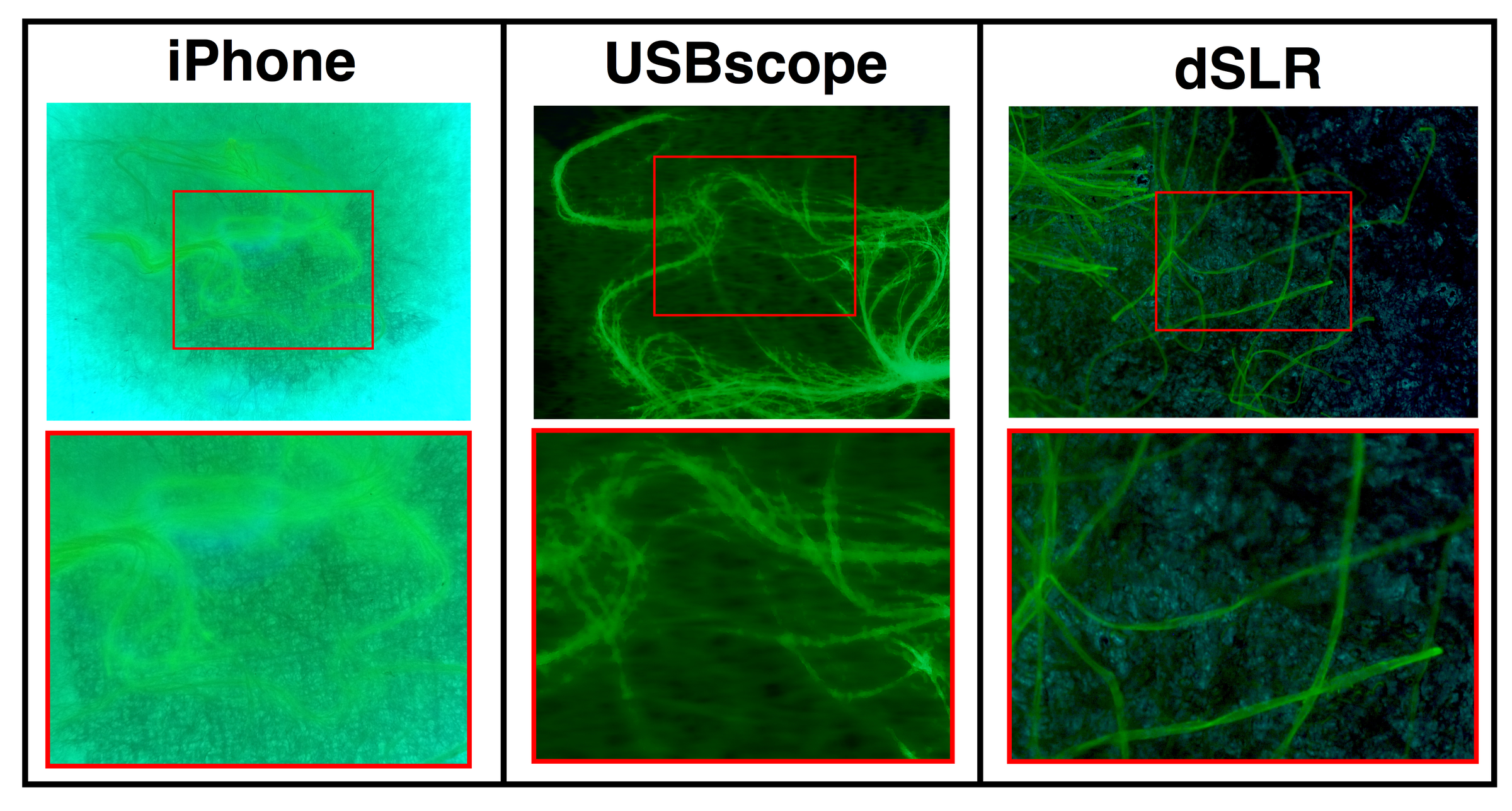 Low-cost Fluorescence and Brightfield Microscopes : 9 Steps (with ...