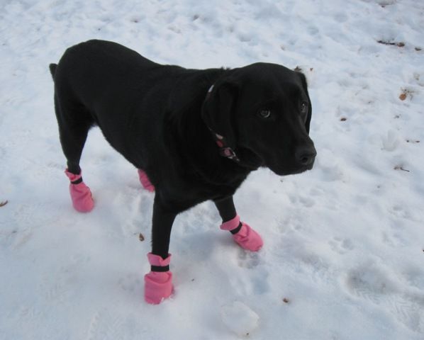 33 DIY Dog Projects - Instructables
