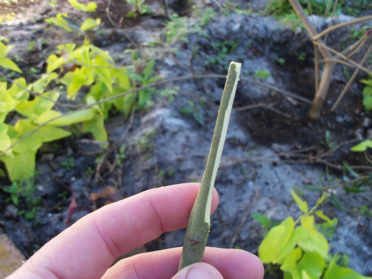 I Have a Whammy Diddle in My Pocket - How to Make a Gee-haw Stick Toy ...