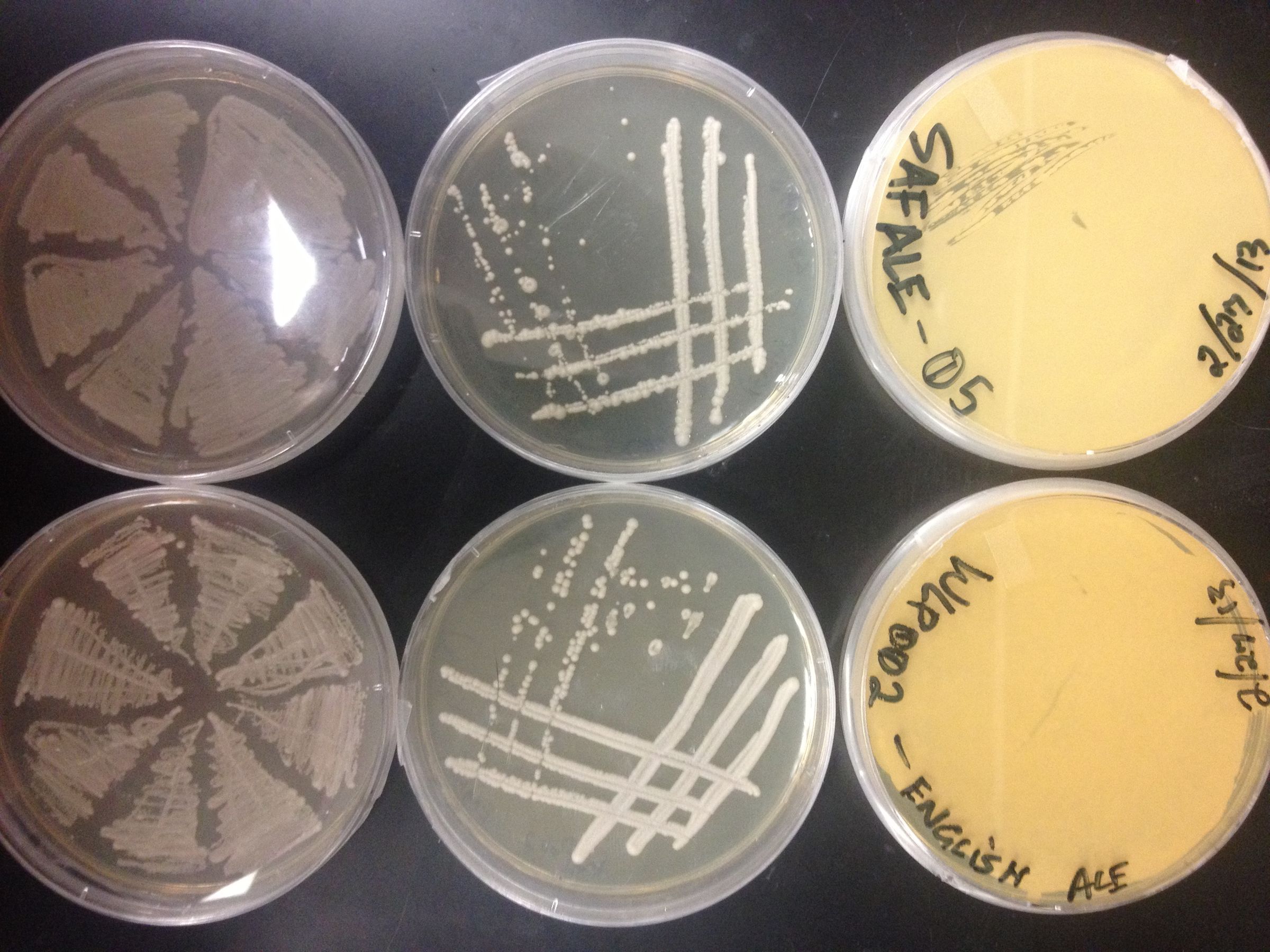 How to Make Solid Culture Medium Plates for Yeast Culture : 8 Steps ...