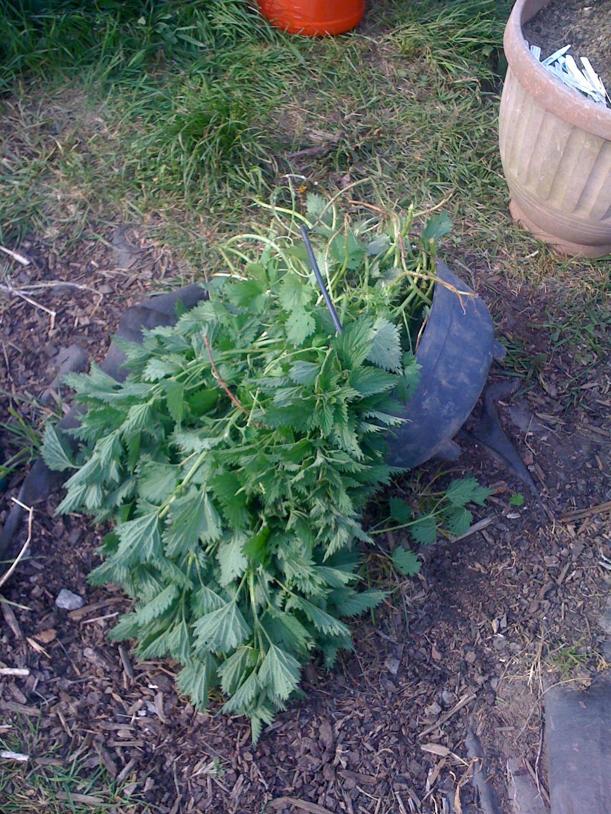 Nettle Fertiliser : 5 Steps - Instructables