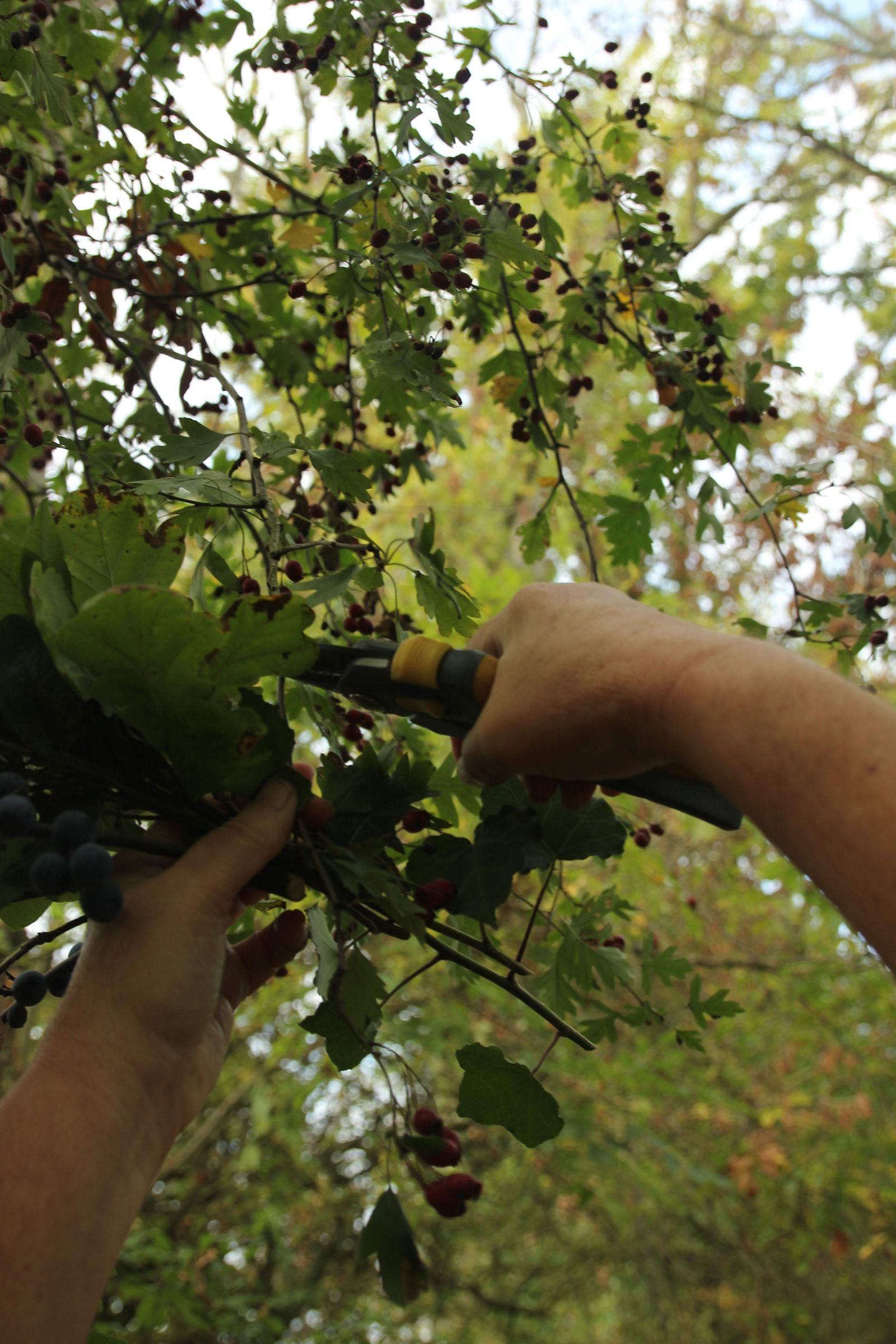 Woodland Spirit Twig Crown With Fawn Ears : 5 Steps - Instructables