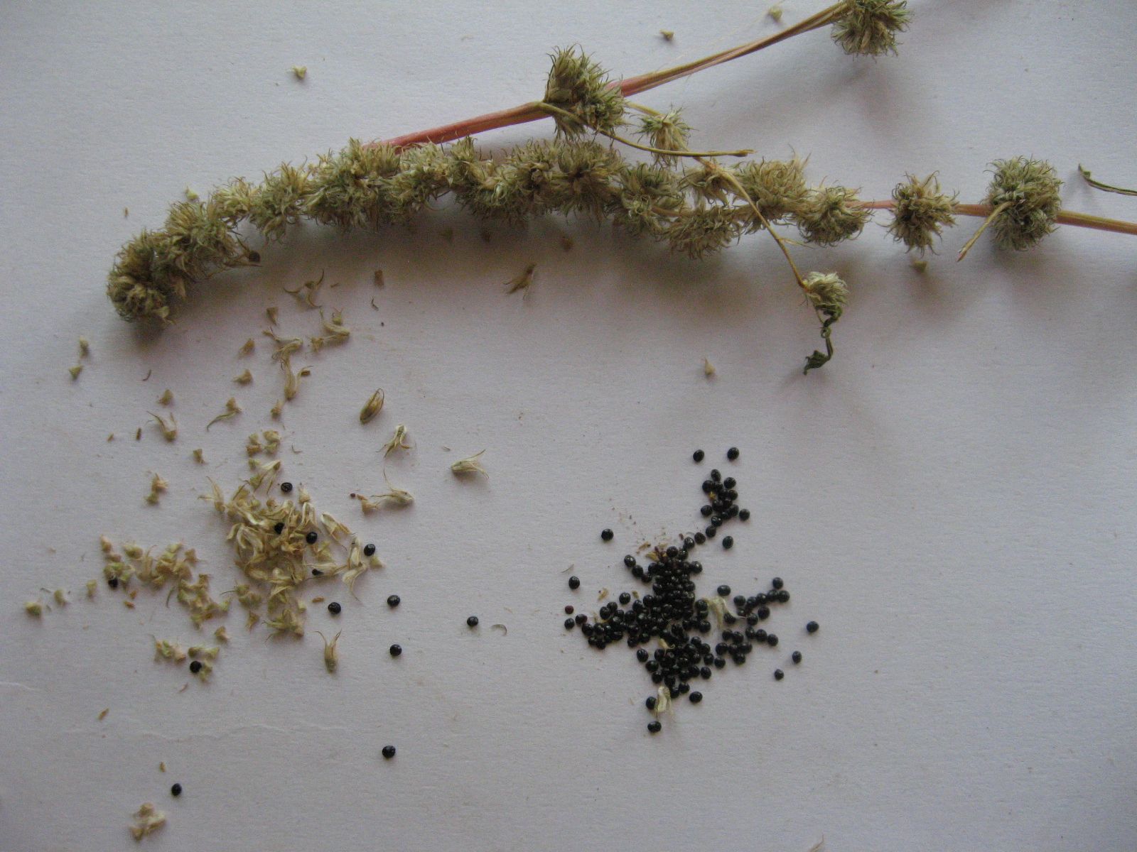 How to Grow Amaranth From Stems and Collect Seeds : 5 Steps (with ...